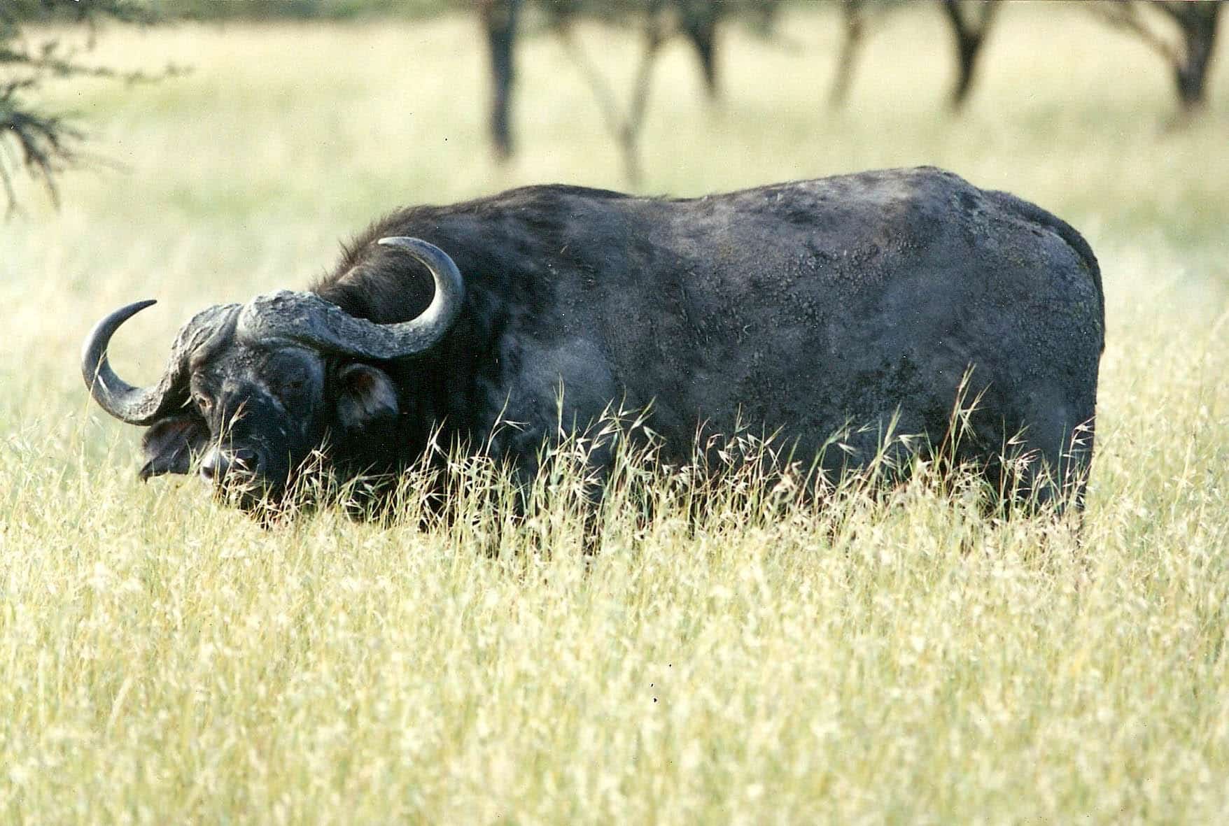 Big Five Great Migrations Most Thrilling Moments | Big Five Tours