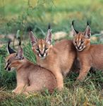 Cats... Need I say more? | Big Five