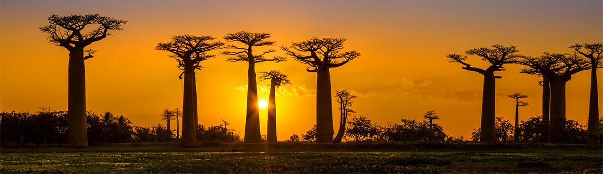 Madagascar's Lemurs, baobobs and octopus trees